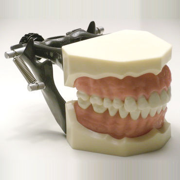 Anatomisches Modell / Gebiss - DM04 - GF Dental - Zahnfleisch / für die ...