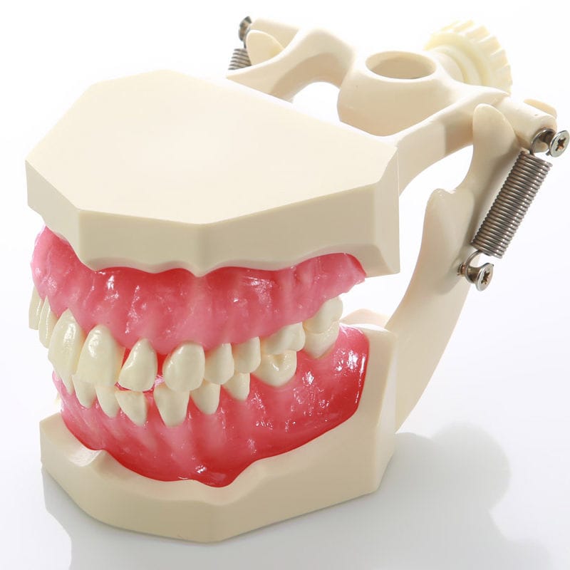 Anatomisches Modell / Gebiss - DM04 - GF DENTAL - Zahnfleisch / für ...