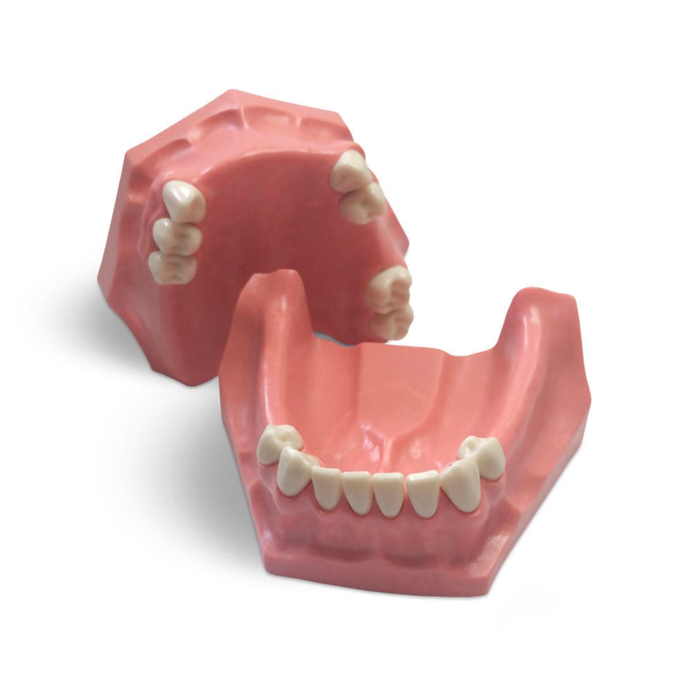 Anatomisches Modell / Gebiss - E01/P - GF DENTAL - für Zahnbehandlung ...