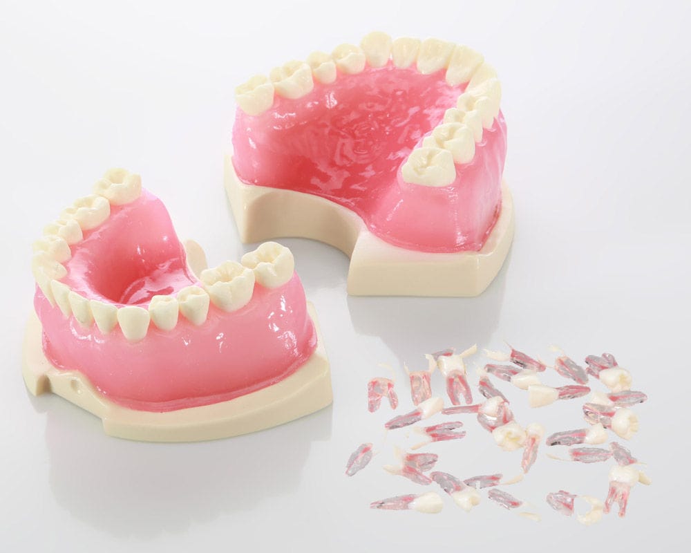 Anatomisches Modell / Gebiss - E08 - GF Dental - Wurzelkanal / für ...