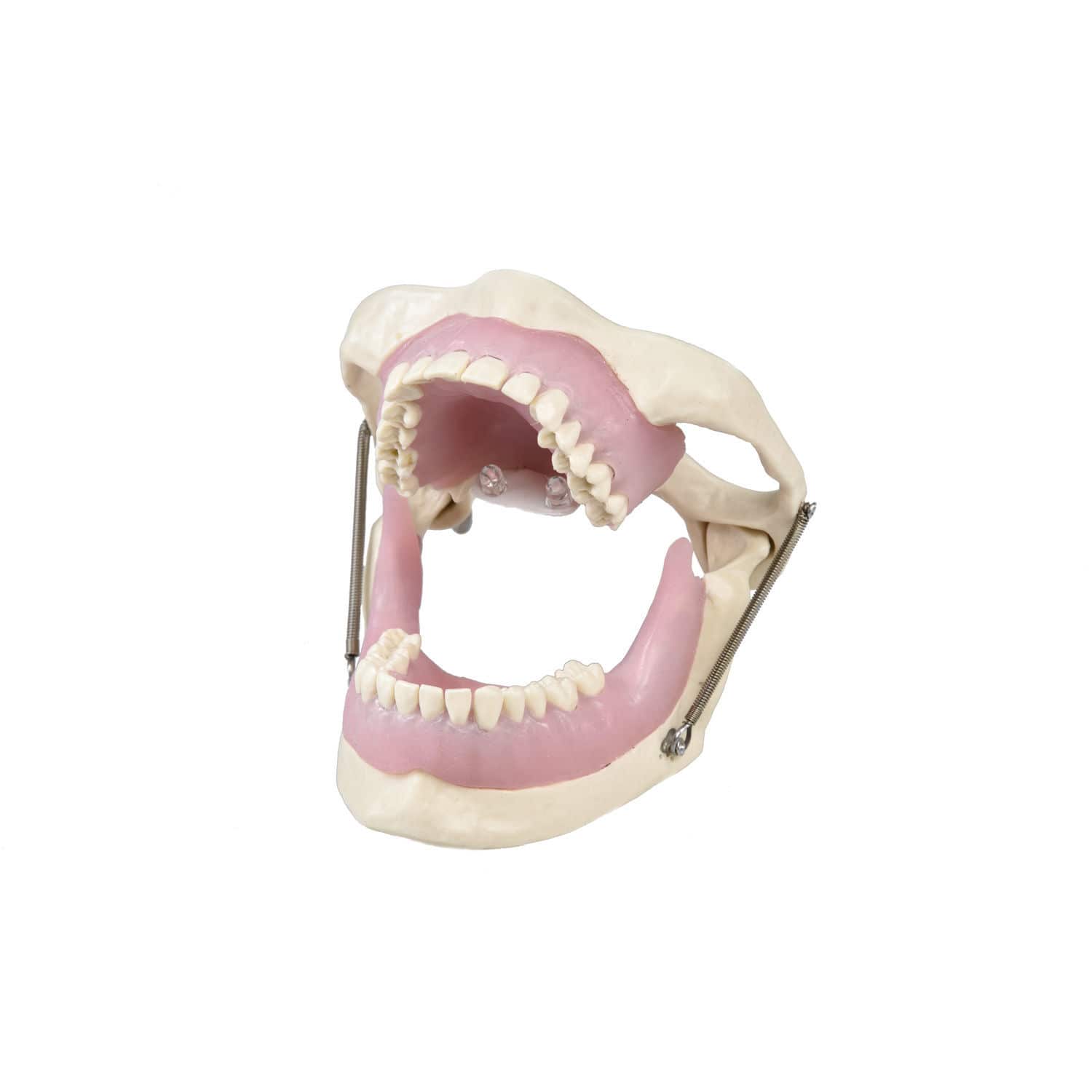 Anatomisches Modell / Gebiss - E15 - GF DENTAL - Dental / für ...