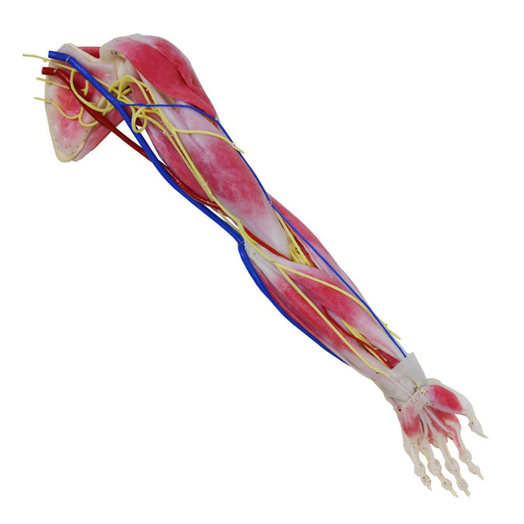 Anatomisches Modell / Arm - 102350 - SynDaver Labs - Nerven / Schulter ...