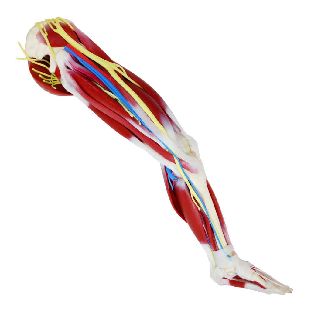 Hüfte Anatomisches Modell - 102470 - SynDaver Labs - Knie / Gelenk / Muskel