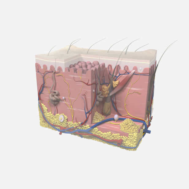 Simulationsmodul für intradermale Spritzen - SIMTICS - für ...