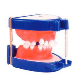 Anatomisches Modell / Gebiss - Wax Typodonts - TP Orthodontics - für ...