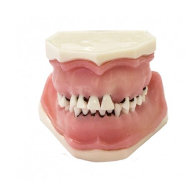 Anatomisches Modell / Zahn - DOTFOX - Dental / chirurgisch / Näh