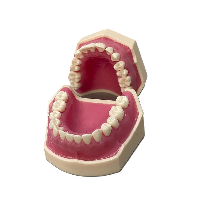 Anatomisches Modell / Mund - JG-Y29 - FOSHAN JINGLE MEDICAL EQUIPMENT ...