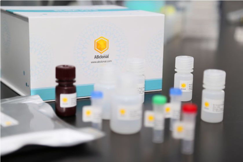 ELISA-Testkit - RK04149 - ABclonal Technology - für Forschungszwecke ...