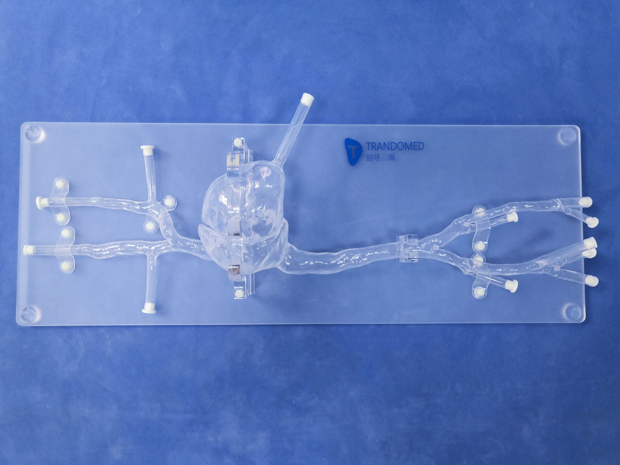 Anatomisches Herzmodell - XX001S - Trando 3D Medical Technology - Vena ...