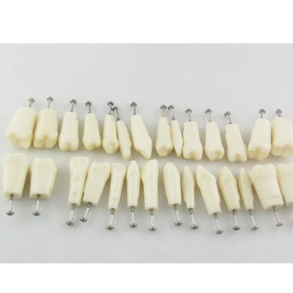 Anatomisches Modell / Zahn - UM-C4 - Tangshan UMG Medical Instrument ... Anatomisches Modell / Zahn - UM-C4 - Tangshan UMG Medical Instrument ...