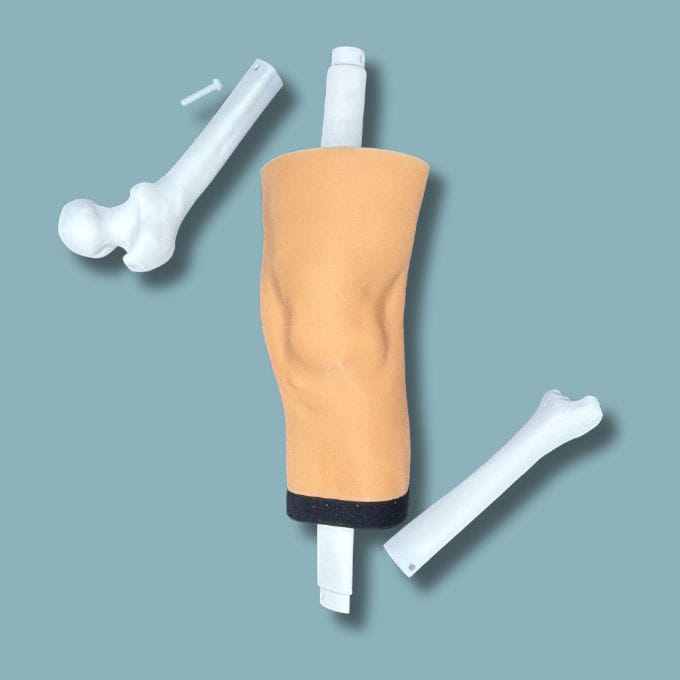 Anatomisches Modell / Knie - 04-10-02 - ADDIDREAM - Tibia ...