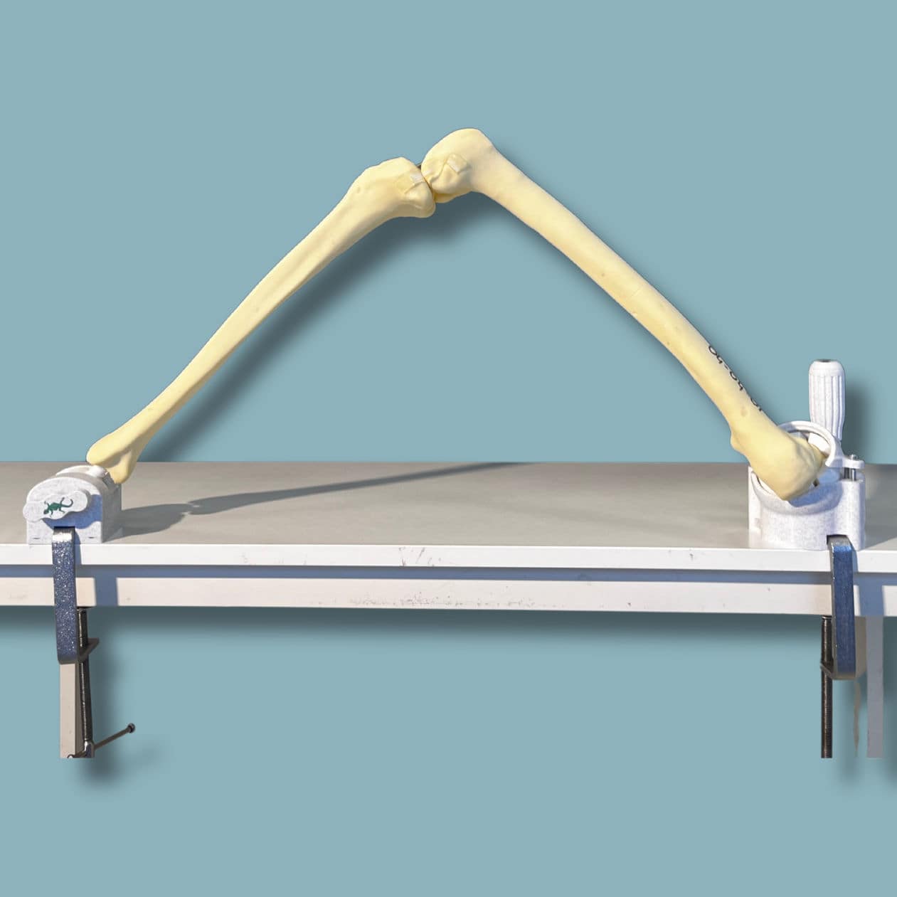 Anatomisches Modell / Knie - 04-24-01 - ADDIDREAM - Knochen / für ...