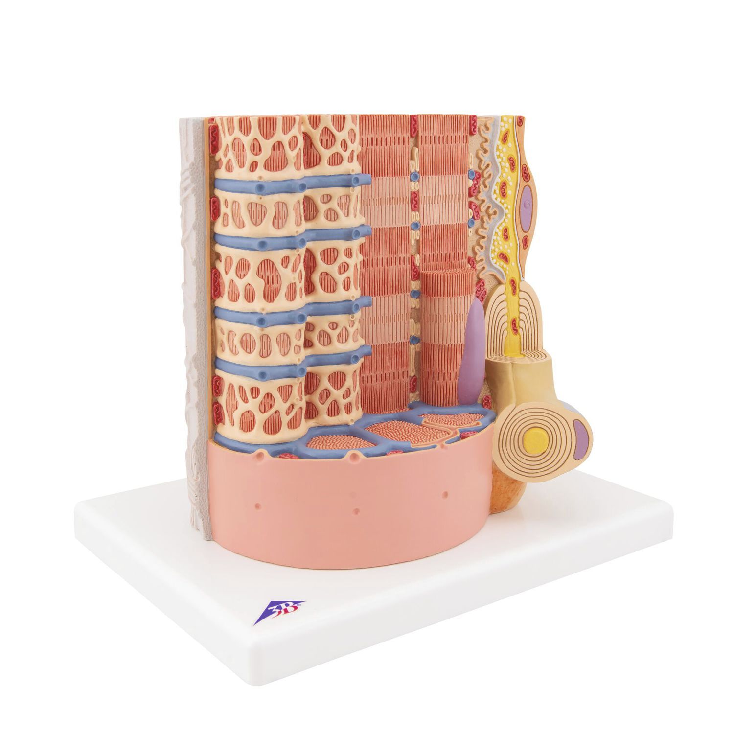 Anatomisches Muskelmodell - B60 - 3B Scientific - für die Ausbildung