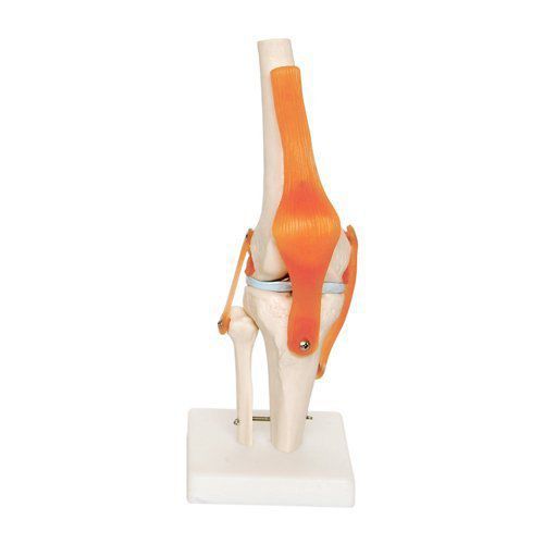 Anatomisches Modell / Knie - EDC209 - EMS Physio - Kunststoff / flexibel