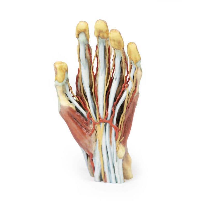 Anatomisches Modell / Hand - MP1530 - Erler-Zimmer - für die Ausbildung