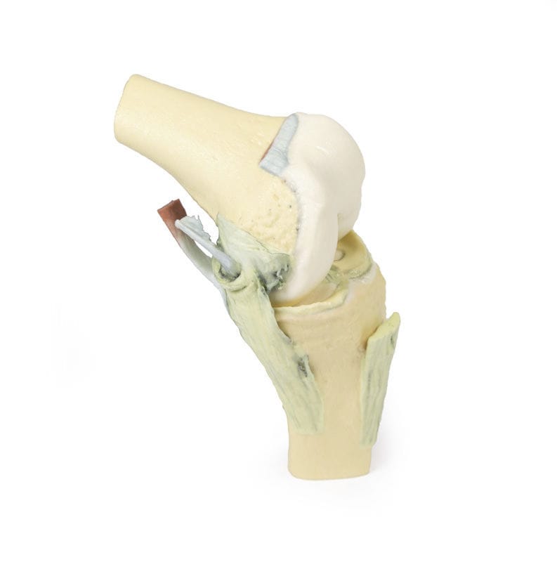 Anatomisches Modell / Knie - MP1800 - Erler-Zimmer - für die Ausbildung