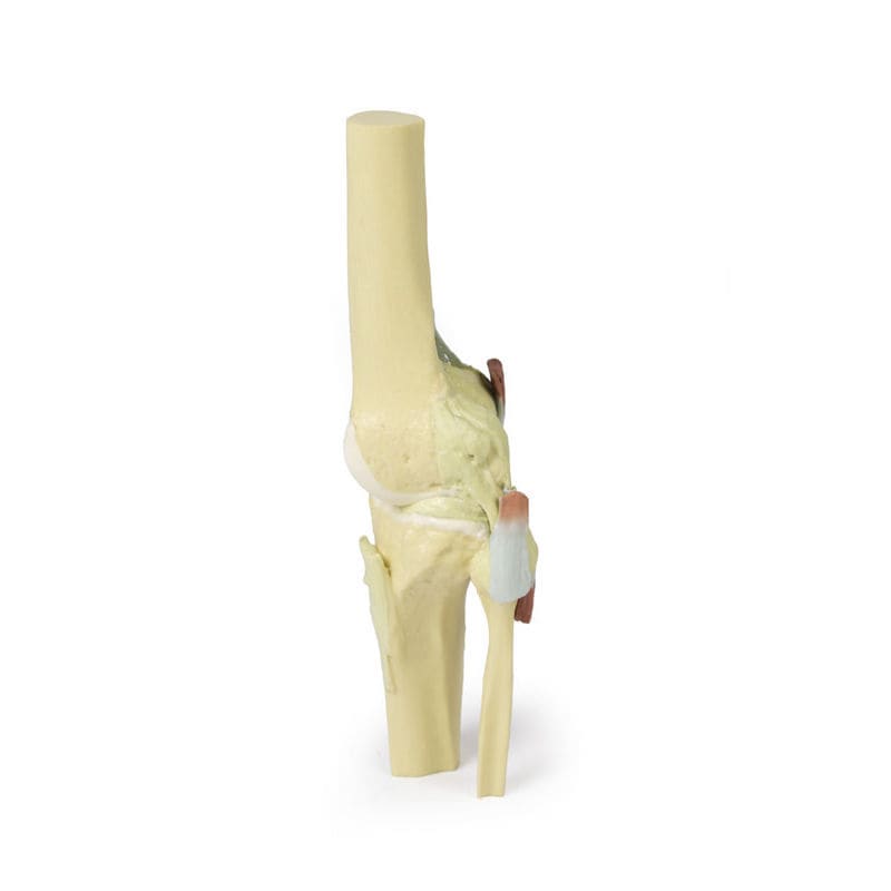 Anatomisches Modell / Knie - MP1805 - Erler-Zimmer - für die Ausbildung