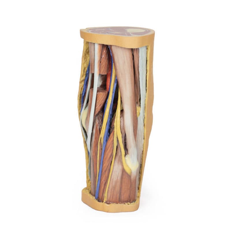 Anatomisches Modell / Bein - MP1830 - Erler-Zimmer - für die Ausbildung