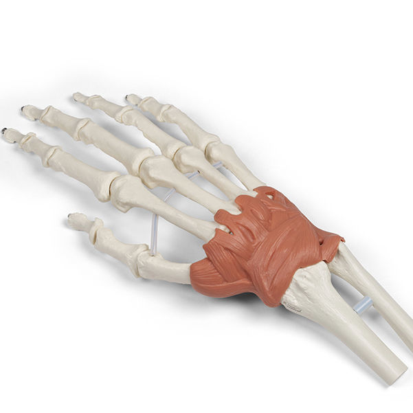 Anatomisches Modell / Handgelenk - 6018 - Erler-Zimmer - Ligamentum ...