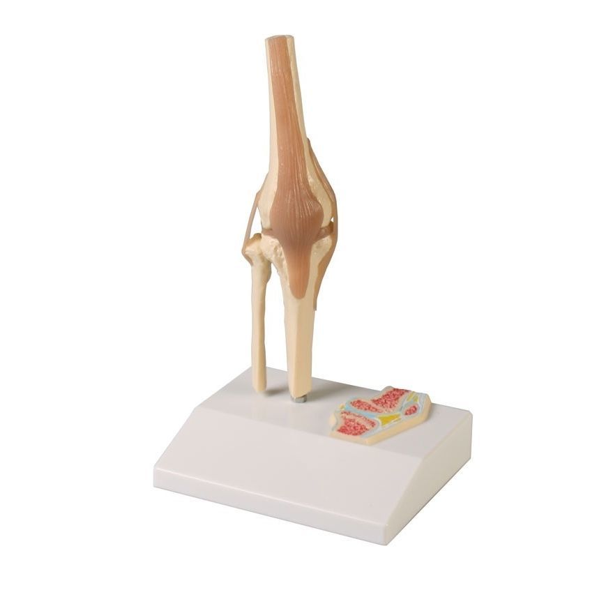Anatomisches Modell / Knie - 4522 - Erler-Zimmer - Gelenk / für die ...