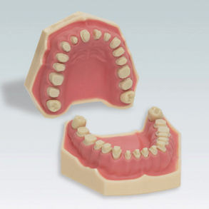 Anatomisches Modell / Gebiss - AG-3 AW - frasaco - für die Ausbildung