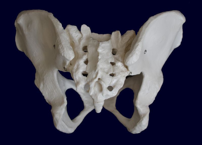 Anatomisches Modell / Becken - Wellden International Inc ...