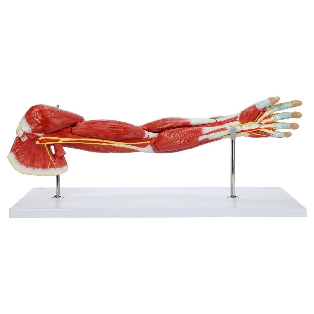 Anatomisches Modell / Muskel - Wellden International Inc. - Hand ...