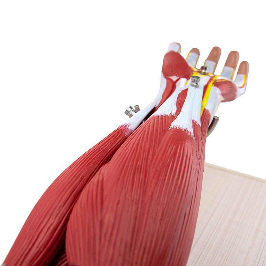 Anatomisches Muskelmodell - H139011 - HeineScientific® - Arm / für die ...