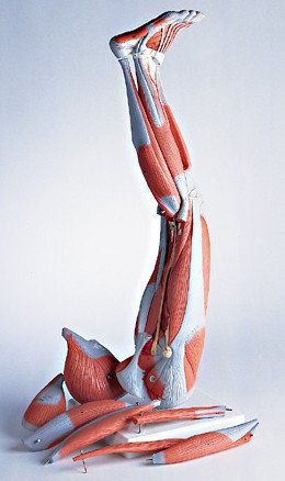 Anatomisches Modell / Fuß - 0342-20 - Denoyer-Geppert - Muskel / Bein ...