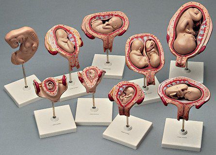 Anatomisches Modell / Gebärmutter - 0304-11 - Denoyer-Geppert - für die ...