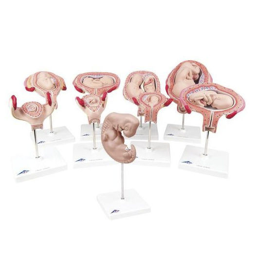 Anatomisches Modell / Gebärmutter - 0304-11 - Denoyer-Geppert - für die ...