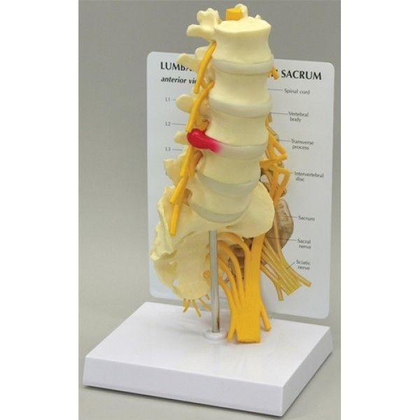 Anatomisches Modell / LWS - GBM-036 - Educational + Scientific Products ...