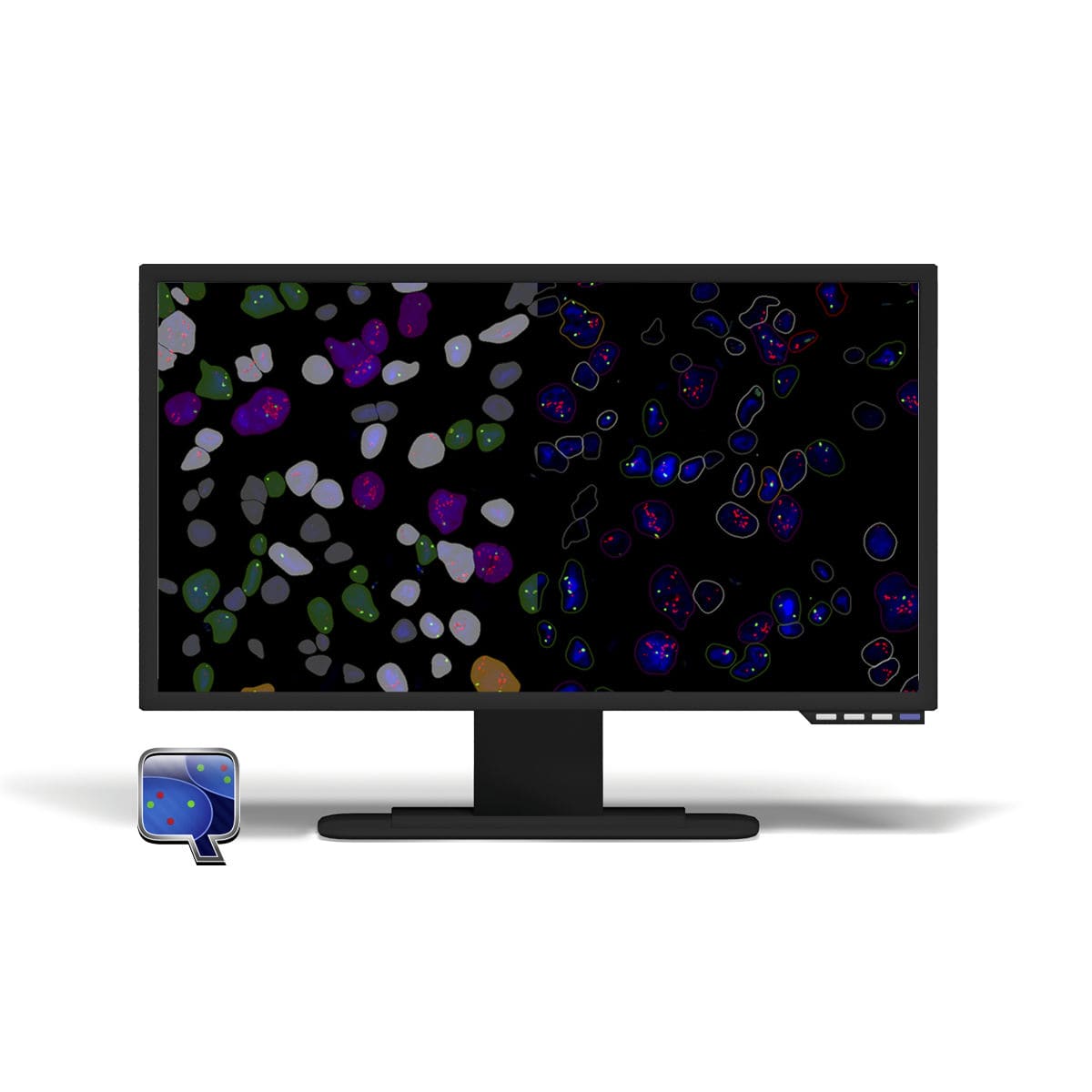 Software-Modul / FISH - FISHQuant - 3DHISTECH Ltd. - Analyse / Mess ...