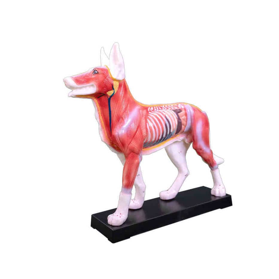 Anatomisches Modell / Muskel - XC-601 - Xincheng Scientific Industries ...