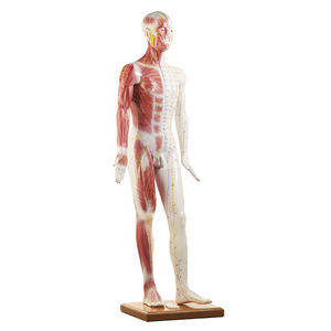 Anatomisches Modell / Ganzkörper - H134005 - HeineScientific ...