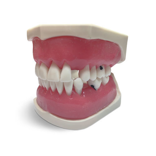 Anatomisches Modell / Gebiss - E56 - GF Dental - Zahnfleisch / für ...