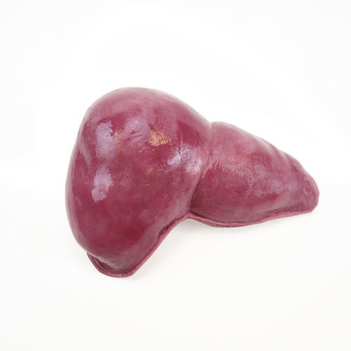 Anatomisches Modell / Leber - 130610 - SynDaver Labs - Gallen ...