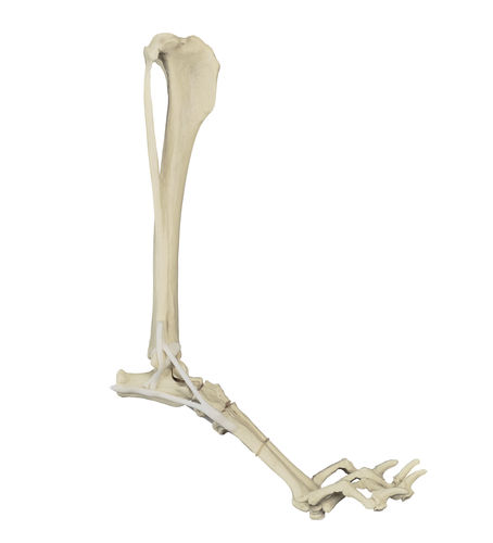 Anatomisches Modell / Knochen - AV215ESP - Nacional Ossos - Tibia ...