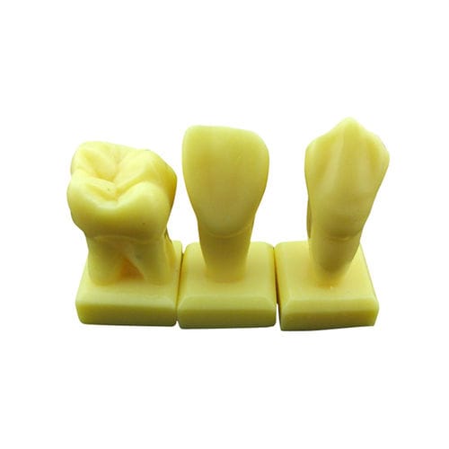 Anatomisches Modell / Zahn - UM-U15 - Tangshan UMG Medical Instrument ... Anatomisches Modell / Zahn - UM-U15 - Tangshan UMG Medical Instrument ...