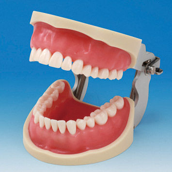 Gesicht anatomisches Modell - CON2001-UL-SP-FEM-32 - Nissin Dental ...