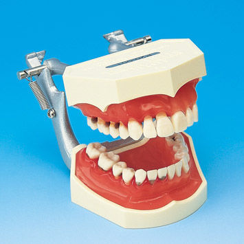 Anatomisches Modell / Gebiss - PE-PER005 - Nissin Dental Products Inc ...