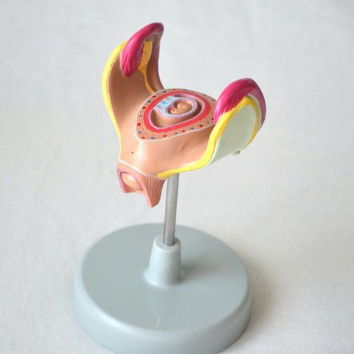 Anatomisches Modell / Gebärmutter - Wellden International Inc. - für ...