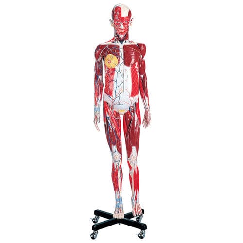 Anatomisches Modell / Muskel - J102 - Sakamoto Model Corporation ...