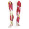 Anatomisches Modell / Bein - 102450 - SynDaver Labs - Nerven / Hüfte / Knie