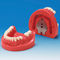 Anatomisches Modell / Gebiss - MIS-HD Series - Nissin Dental Products ...