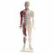 Anatomisches Modell / Muskel - H129990 - HeineScientific® - Ganzkörper ...